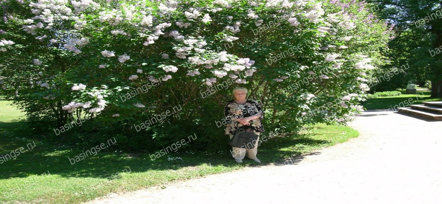 Про проект Басингсе — Basingse